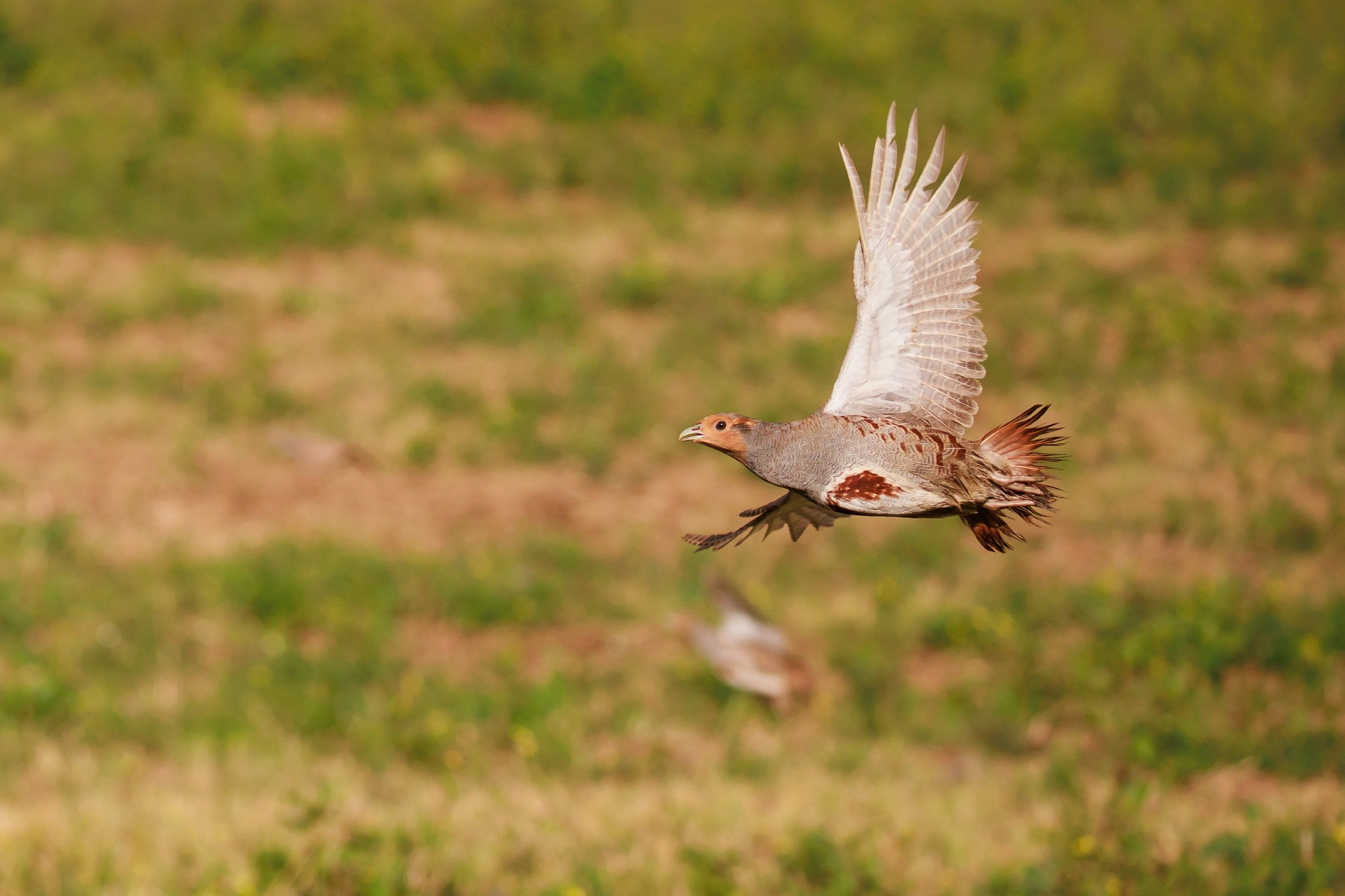 Sandricourt Estate: Grey Partridges Driven Shoot Near Paris